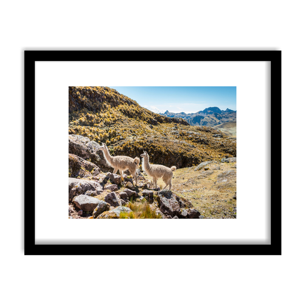 "Andean Alpaca" Framed Print – JAK W
